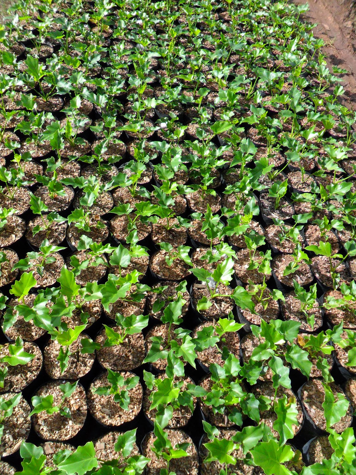 JUAL BIBIT,DAUN, POHON PHILODENDRON