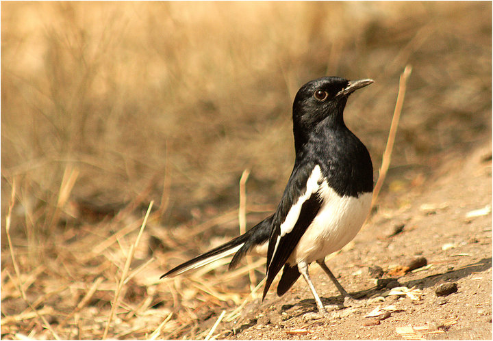 Kicau Burung: Burung Kacer