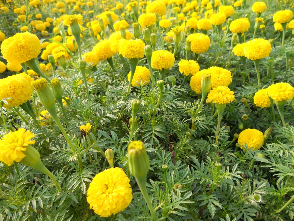 My Clicks: Marigold (Genda) Flower
