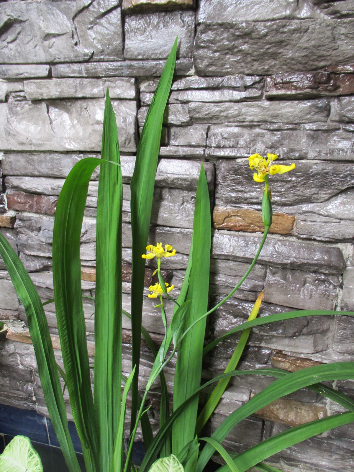 Garden Chronicles of James David: Yellow Walking Iris - Trimezia ...