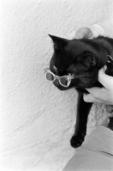 Strawberige: cat lovers