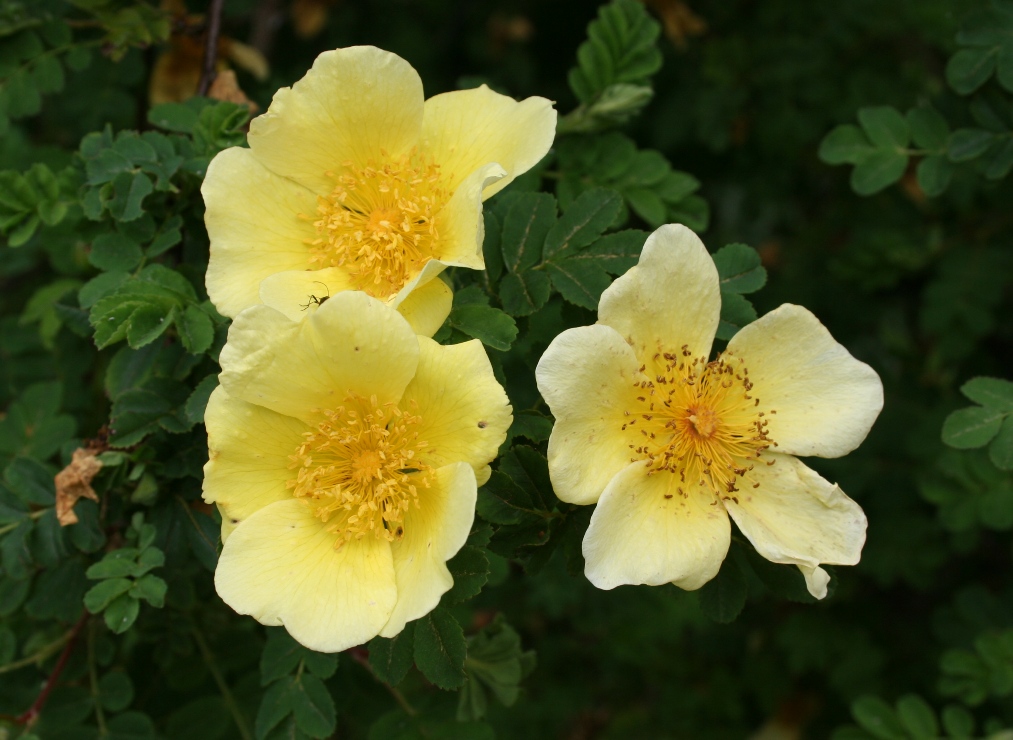 Pagus Soham: Rosa xanthina ... canary bird rose
