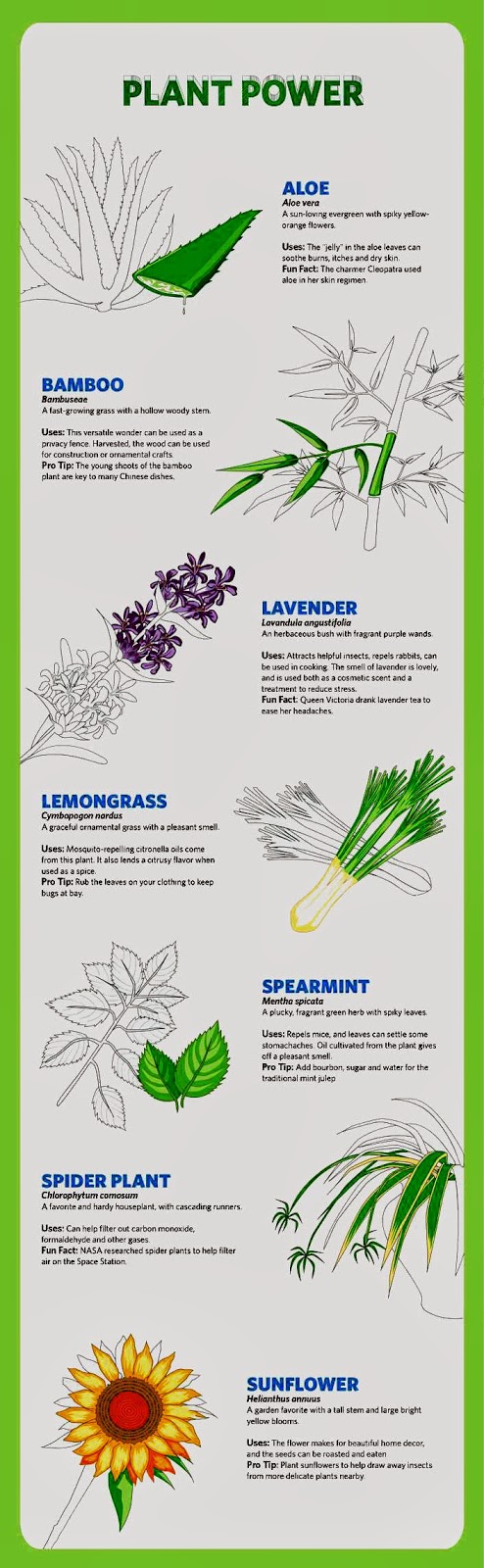 Nee's Place: Plants With Secret Identities