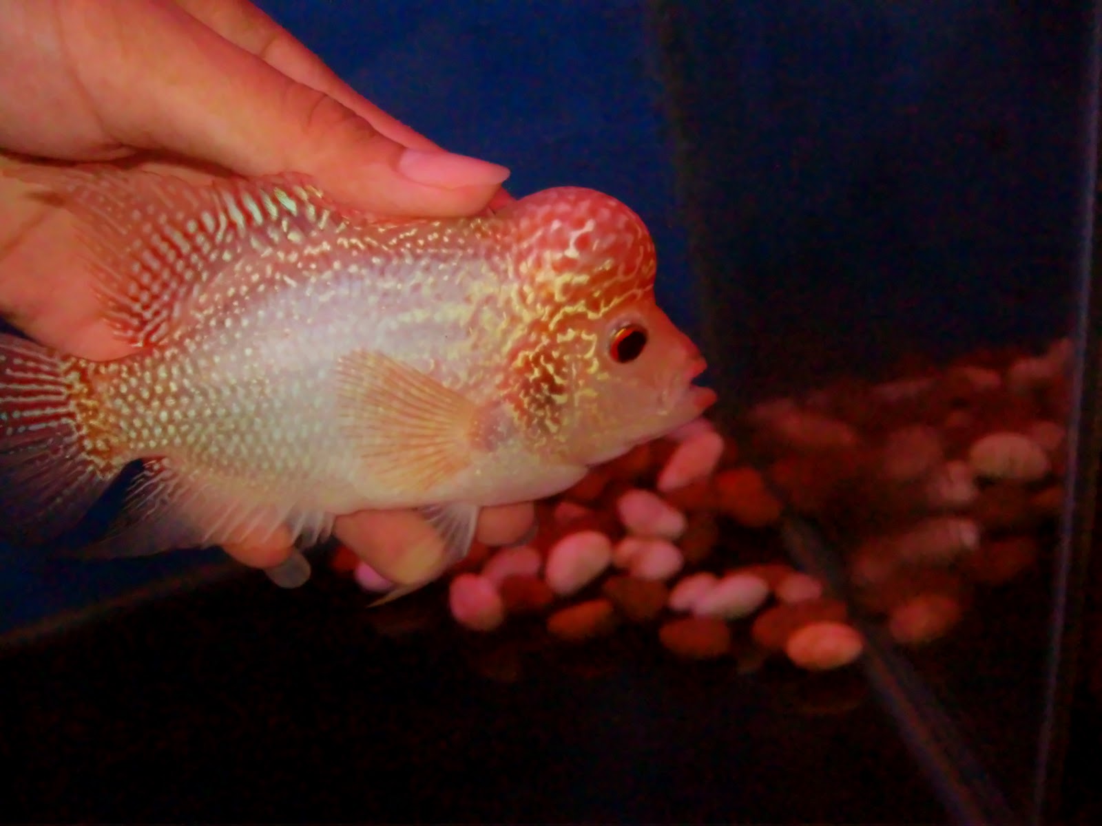 Flowerhorn The Hybrid Cichlids: Fader King Kamfa