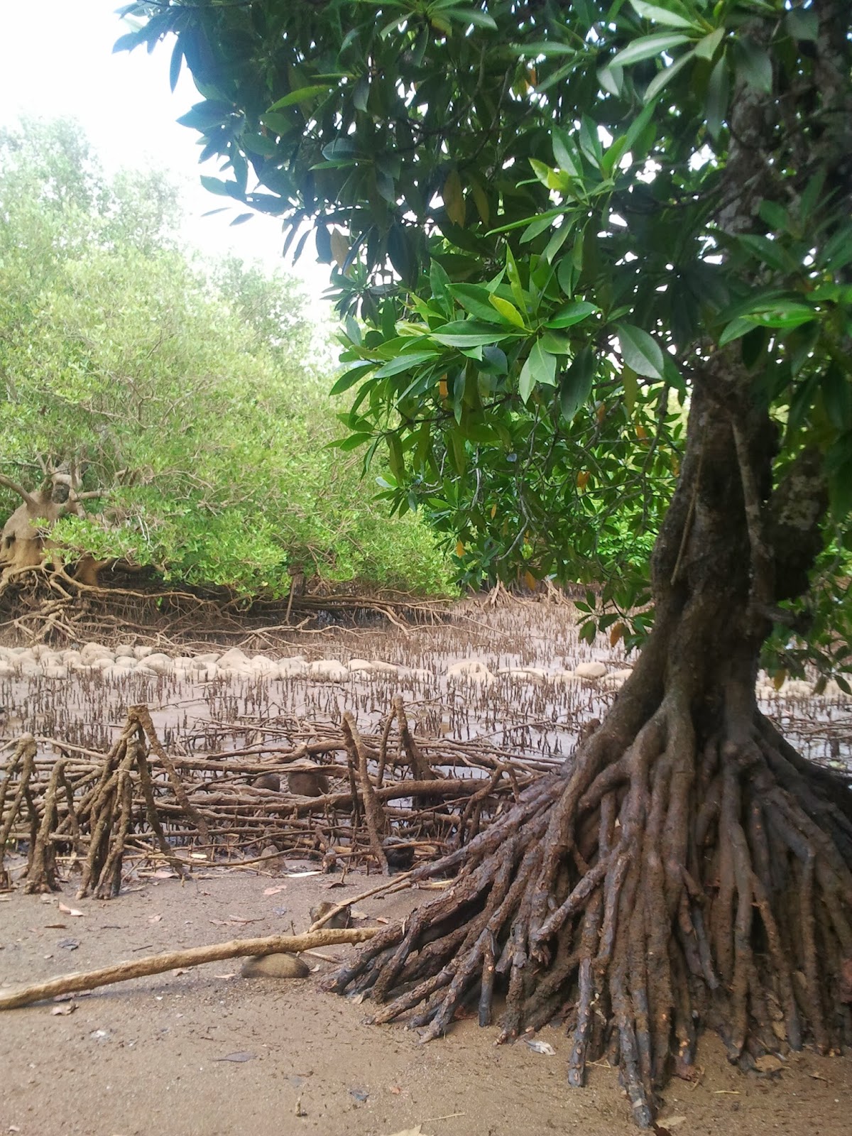 Mayotticiens dans l'océan indien - Blog Mayotte