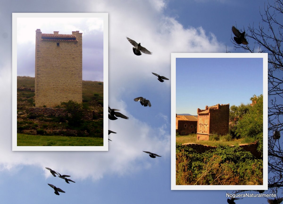 NogueraNaturalmente: Los palomares y la cría de palomas