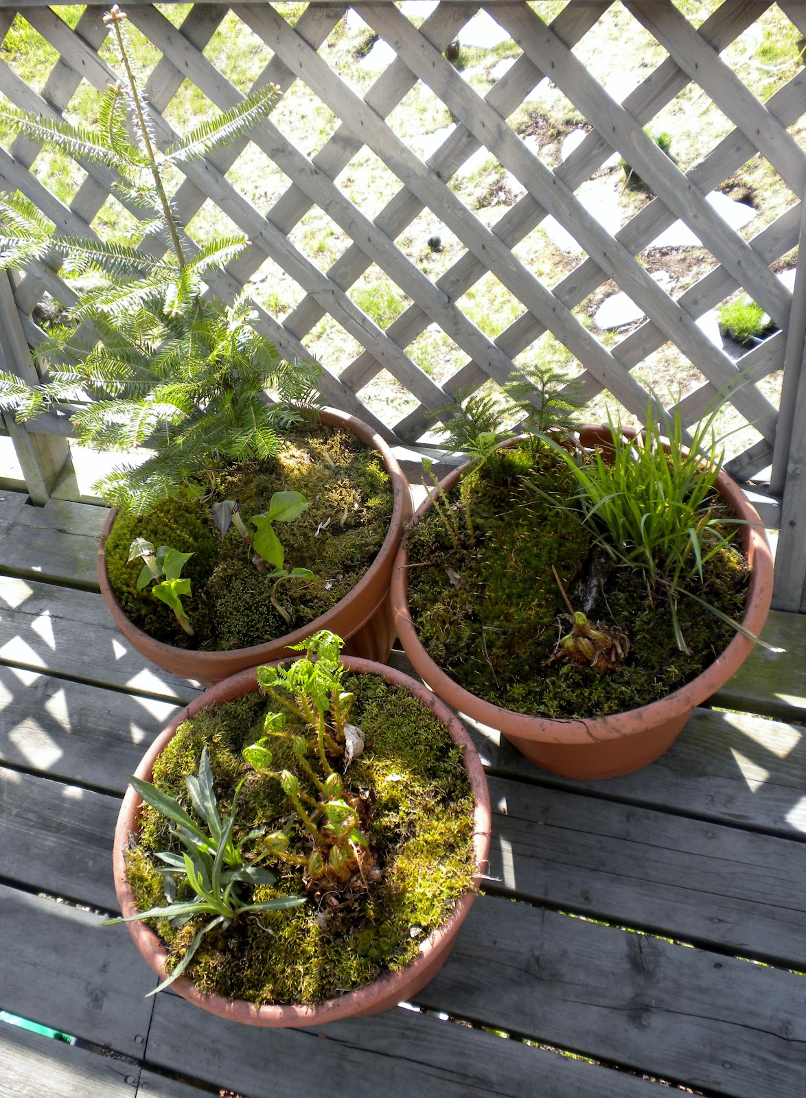 A Student Gardener: OLD STUMPS