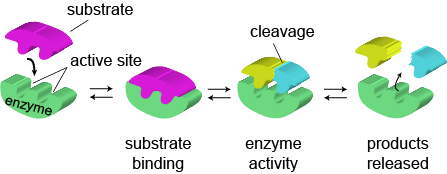 Kouso Apple Enzymes: What are enzymes?