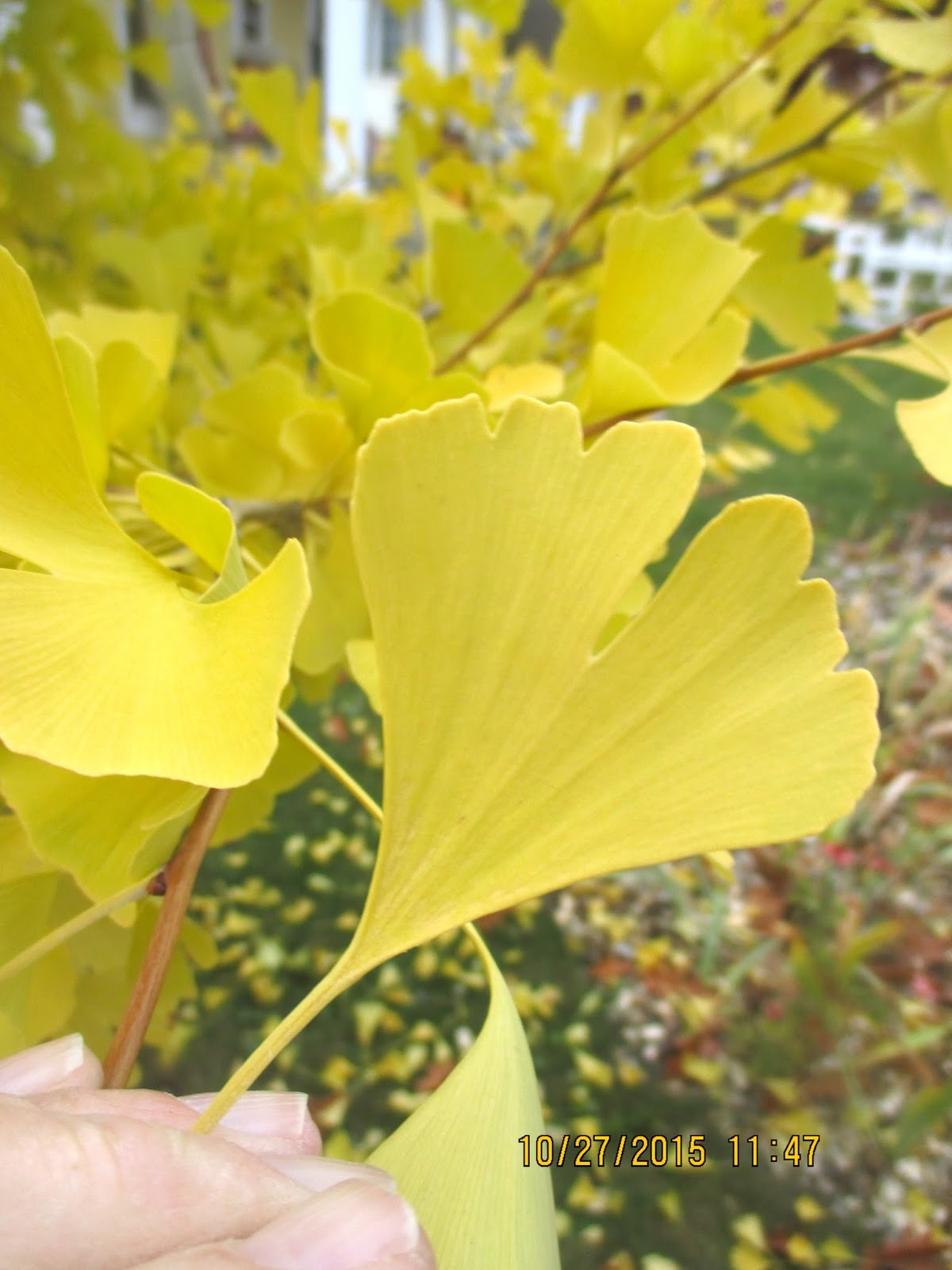 Art's Bayfield Almanac: THE CONTRADICTORY BUT BEAUTIFUL GINKGO