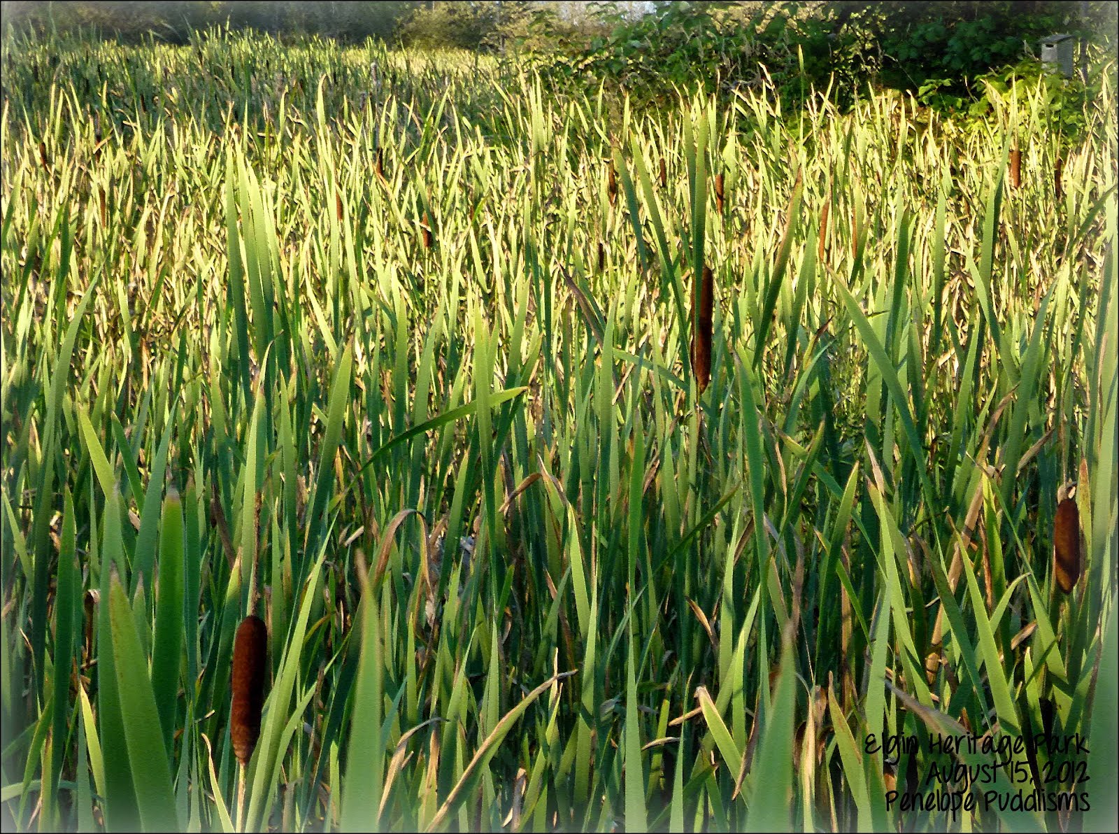 Postcards From Penelope Puddle: Bulrushes Spear Through Marchland Grasses