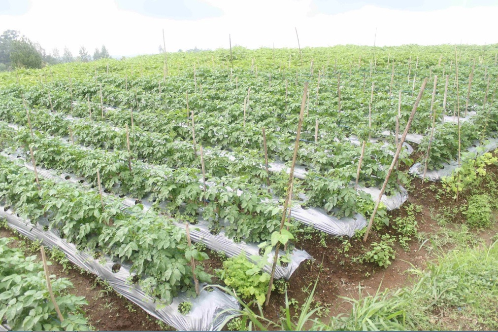 Info Perbanyakan Tanaman Kentang