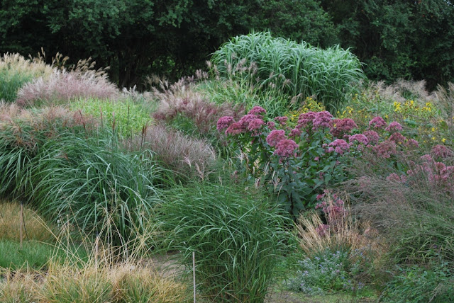 Katarinas trädgård: Gräs, gräs, gräs!