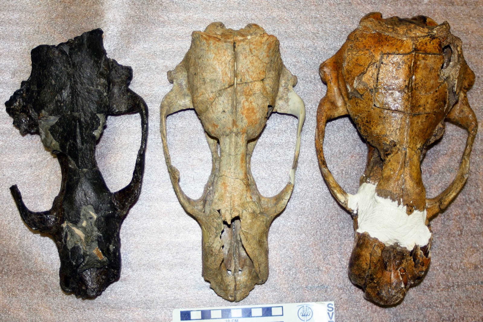 The Coastal Paleontologist: The evolutionary history of walruses, part ...