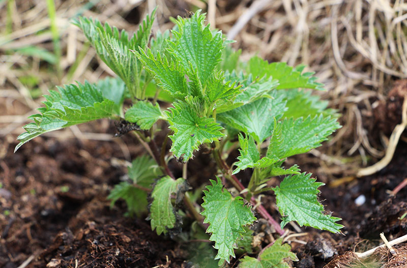 Jak jsem začala pěstovat kopřivy | Vysněná zahrada