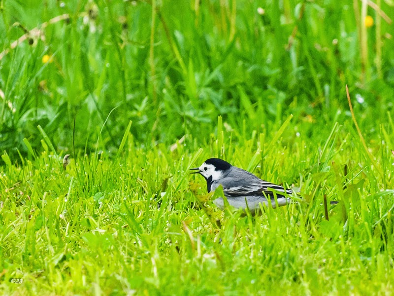 Foto: Codobatura alba (Motacilla alba)