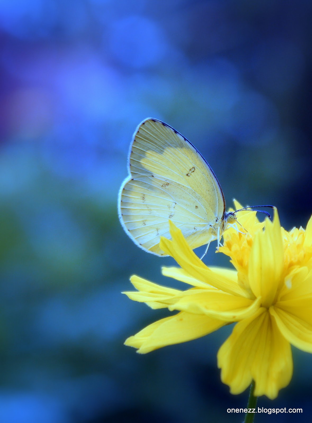 Tropical Nature Photos: Common Yellow Grass Butterfly