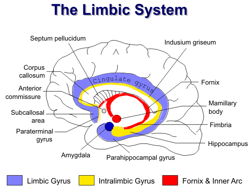 Bio Geo Nerd: Brain Anatomy and Functions