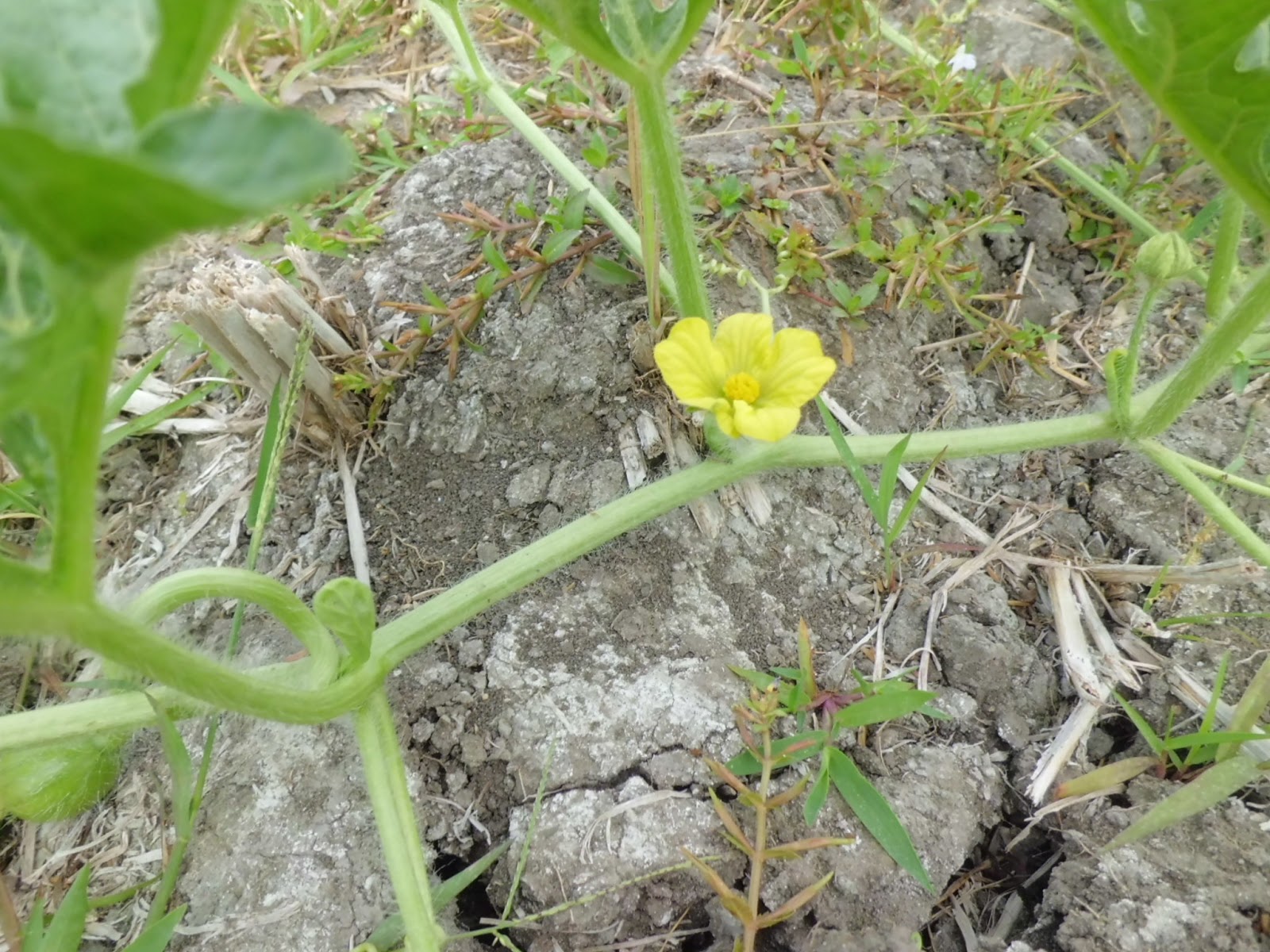 BPP NGUNUT TULUNGAGUNG JAWA TIMUR: CARA MENGAWINKAN BUNGA SEMANGKA ...