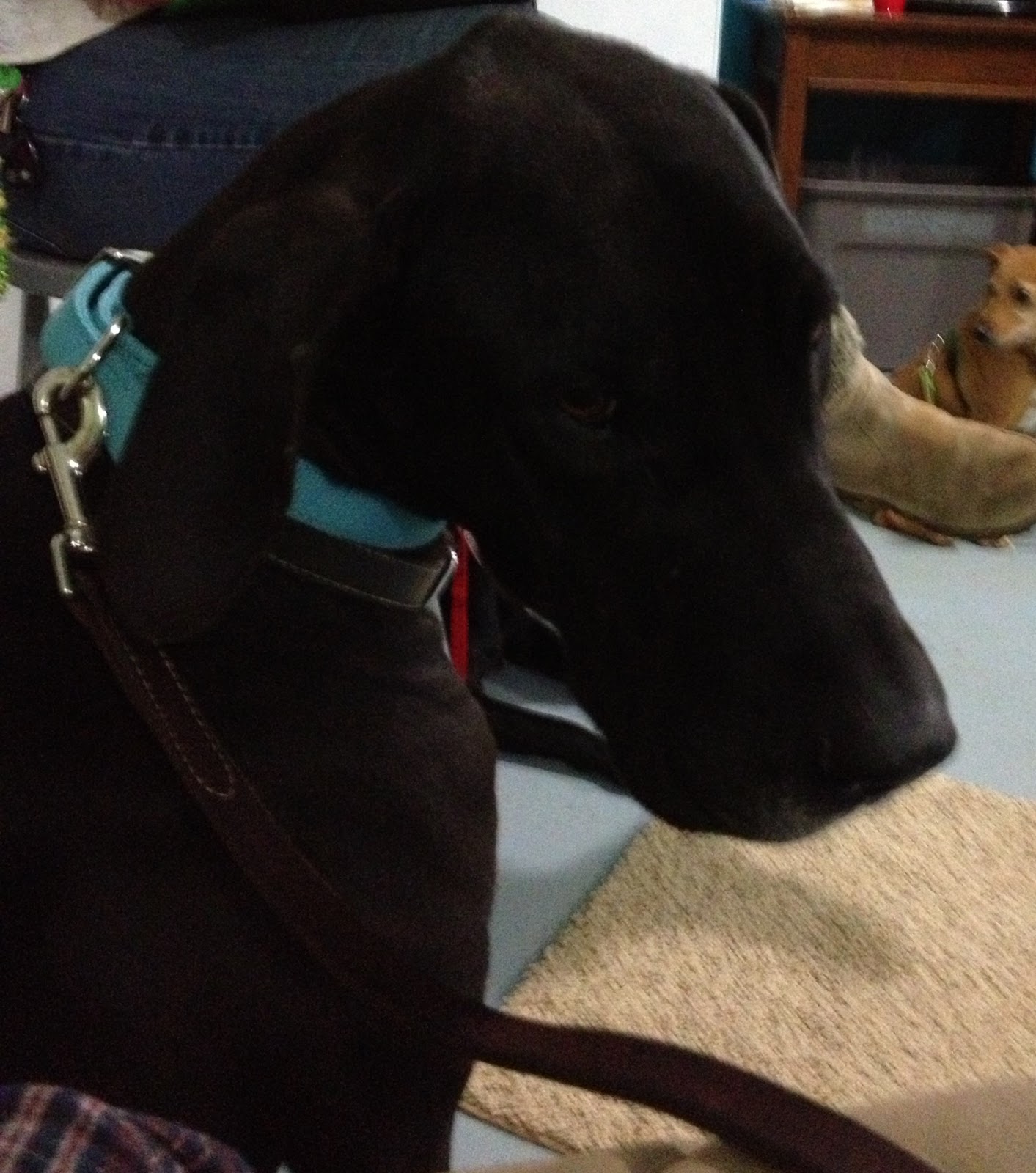 VA Dog Rescue: Gigi goes to class