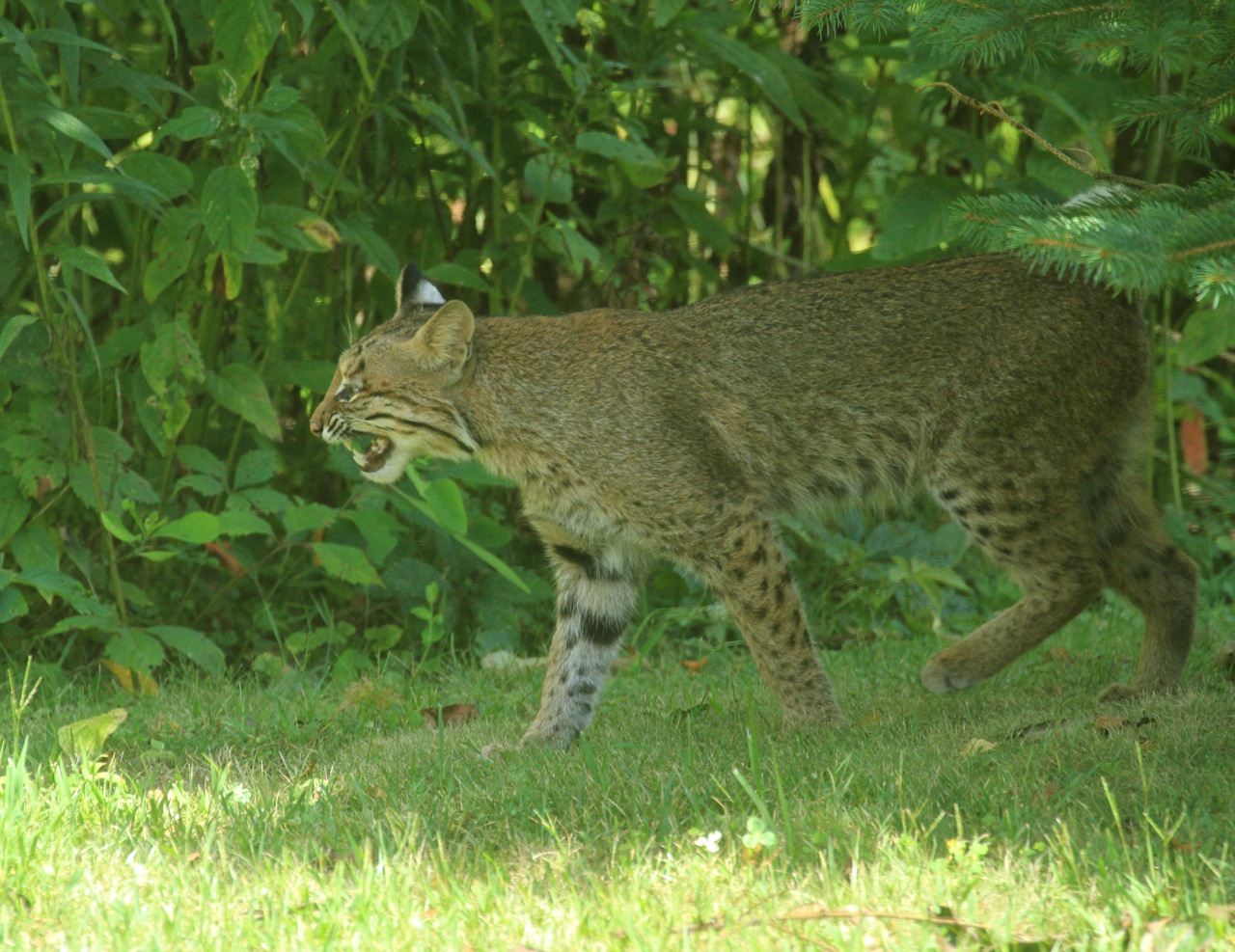 Julie Zickefoose on Blogspot: More Bobcat Beauty
