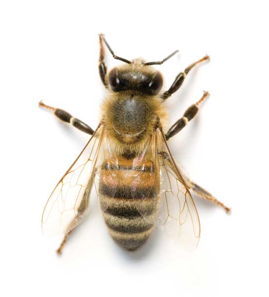 CORONA APICULTORES: COMPORTAMIENTO Y HÁBITOS DE LA ABEJA