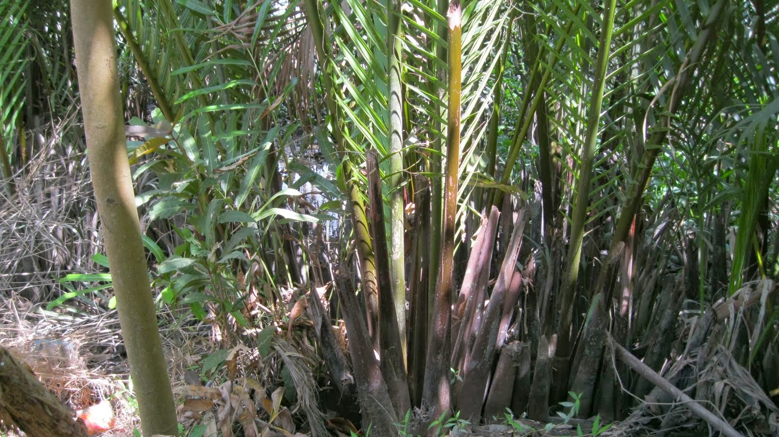Aku Budak Telok: Sungai, Atap Nipah dan Telok