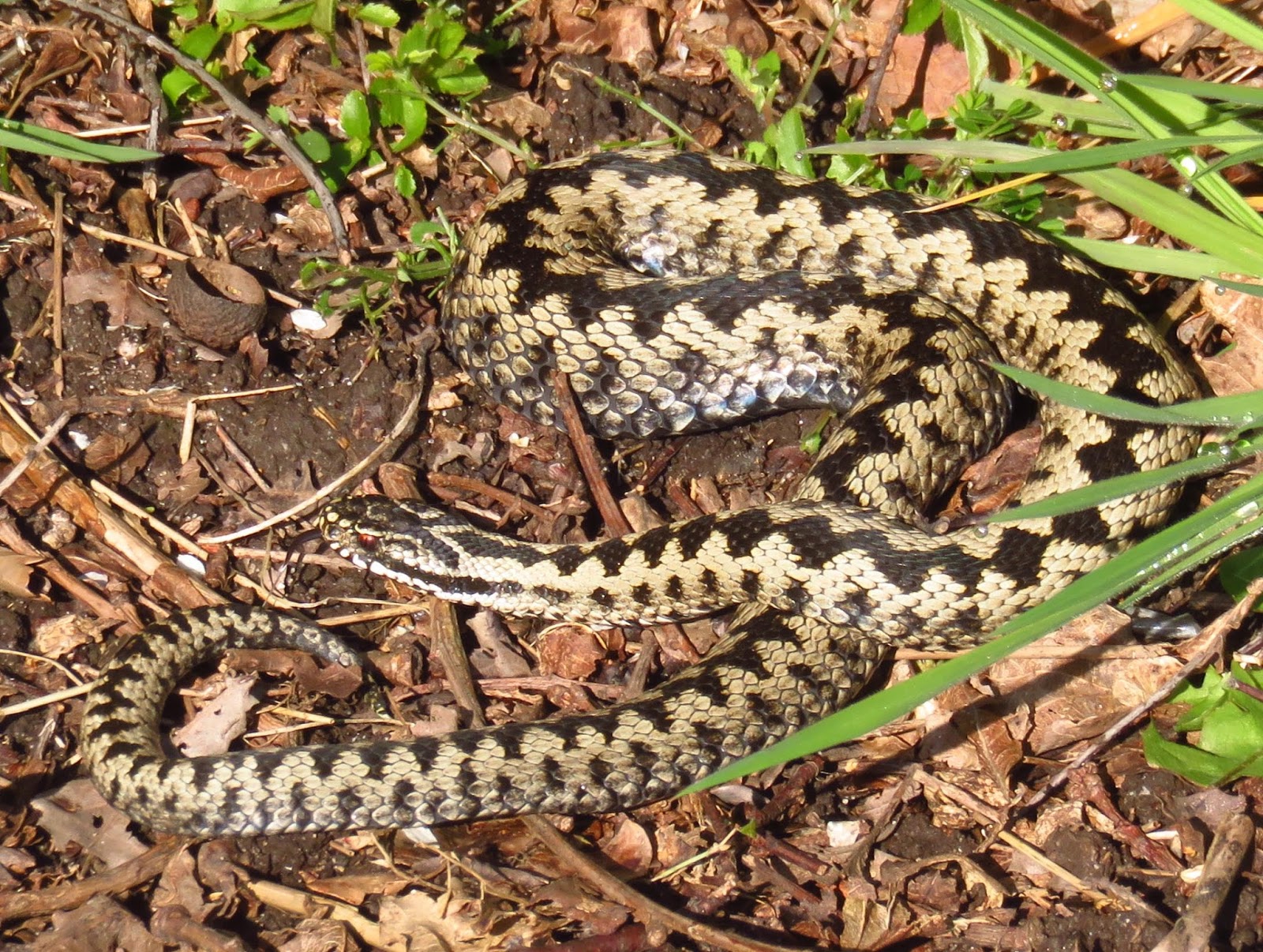 MERSEA WILDLIFE: SQUABBLING DABCHICKS