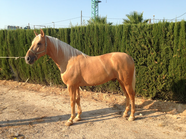 Caballos en Campo Real