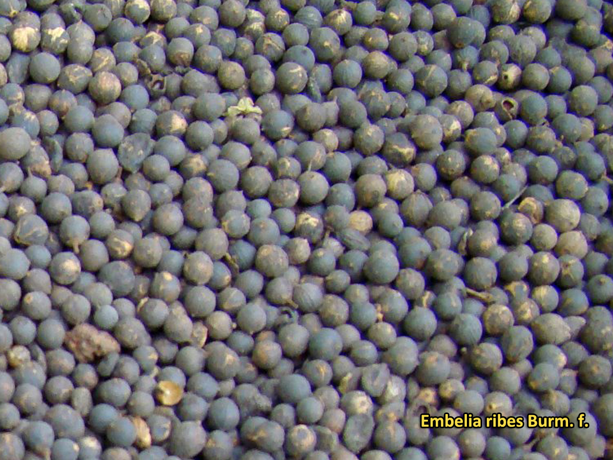 Medicinal Plants: Embelia ribes, baibirang, vayuvidangam, ambati ...