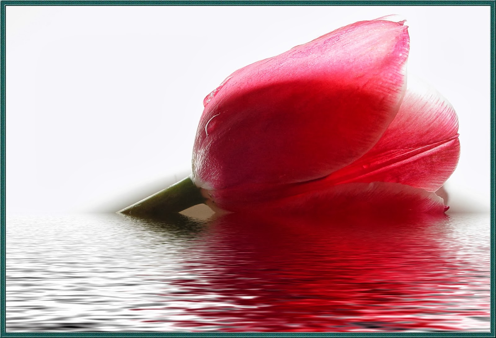 Lale çiçeği resimleri | Anlamlı Resimler