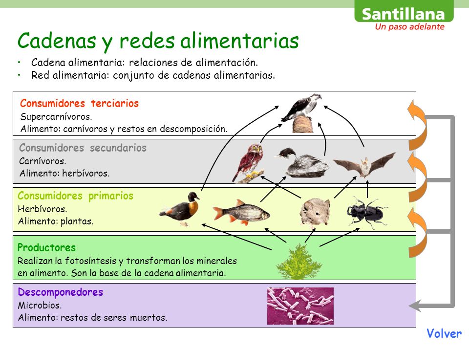 La Super Clase 5ºA: Aclaración Cadena Alimentaria- Red Alimentaria