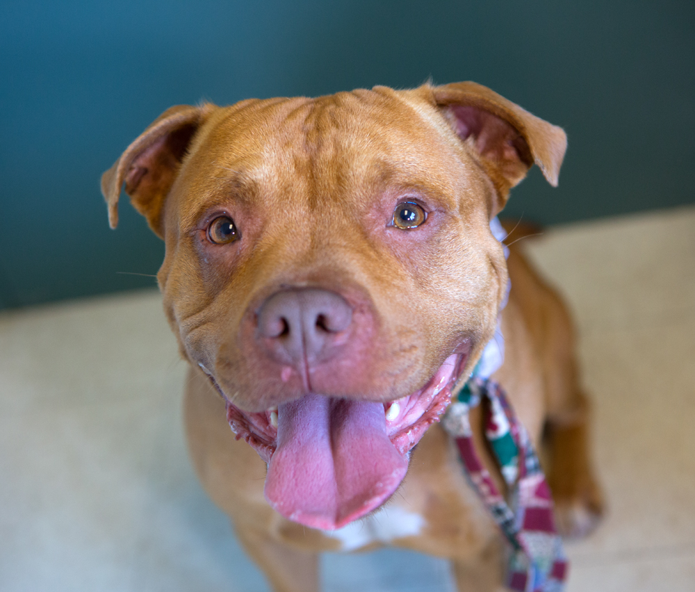 Shelter Dogs of Portland: "RED" young, silly, short and stout Pitbull