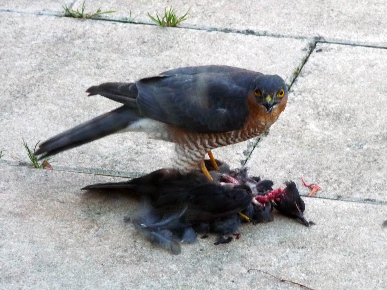 BirdWatch Ireland's Conservation Team blog: Irish Garden Birds ...