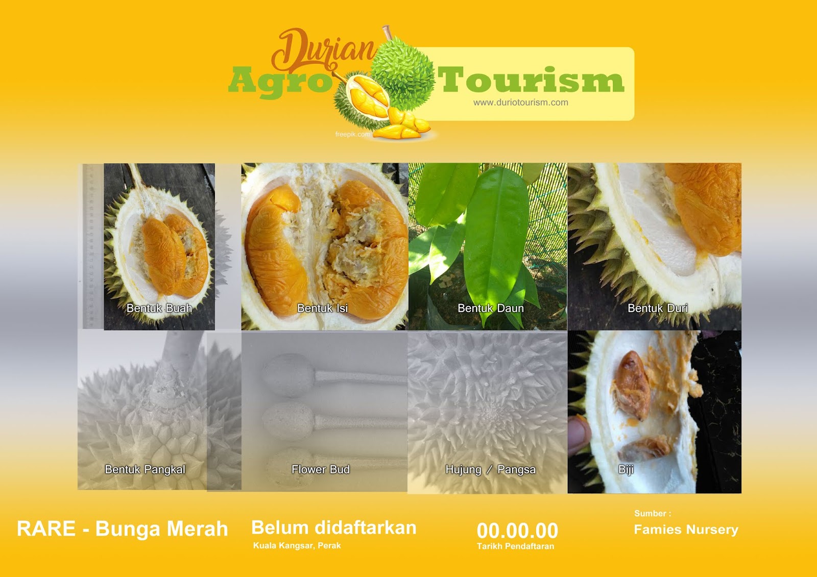 RARE - Durian Bunga Merah