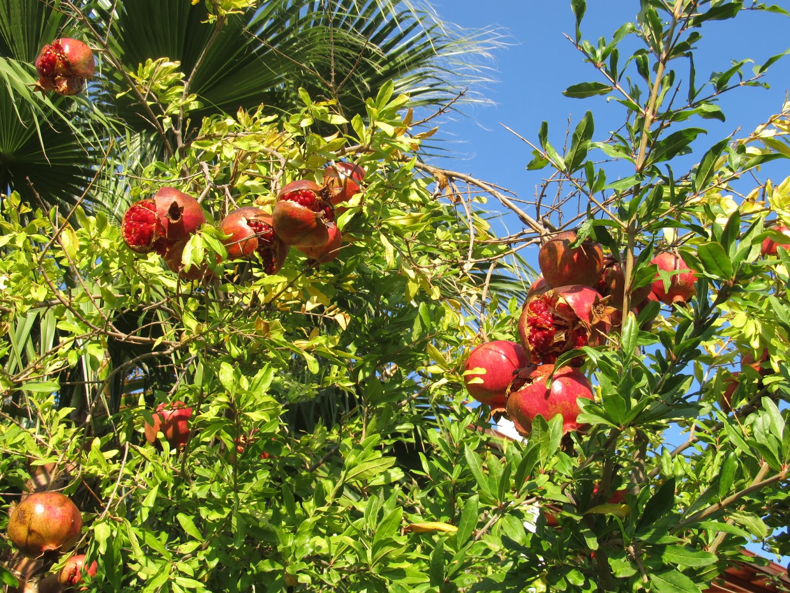 Cittaslow Botanik Park: HER DERDE DEVA BİR MEYVE NAR