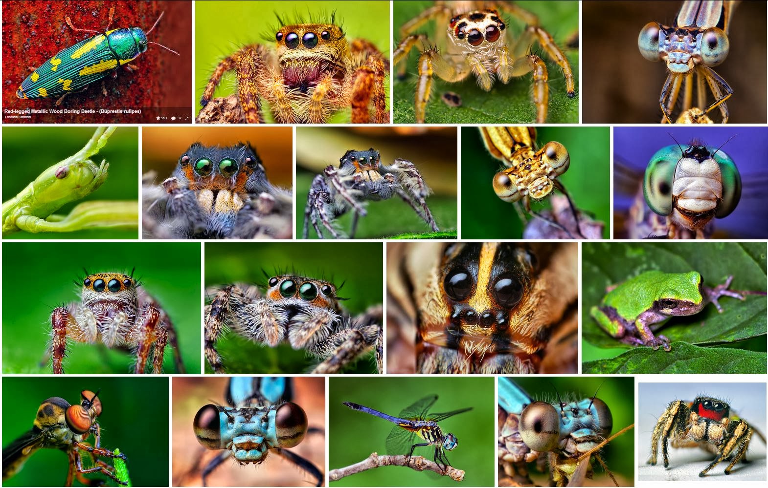 Lisa Photography Blog: The Incredible Macro Bug Portraiture of Thomas ...