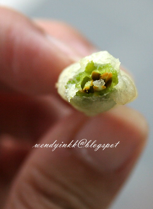 Table for 2.... or more: Fried Daylily Buds 炸鲜金针-MFF Pahang #7