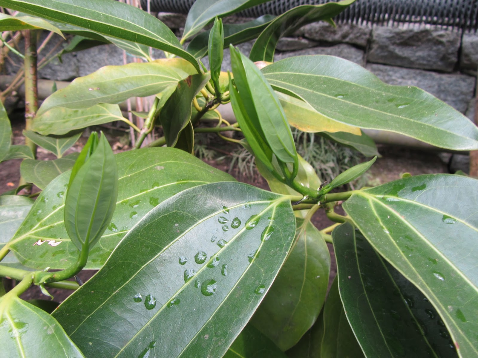 Dove Cresce la Pianta della Cannella (Cinnamomum zeylanicum)? Come si ...