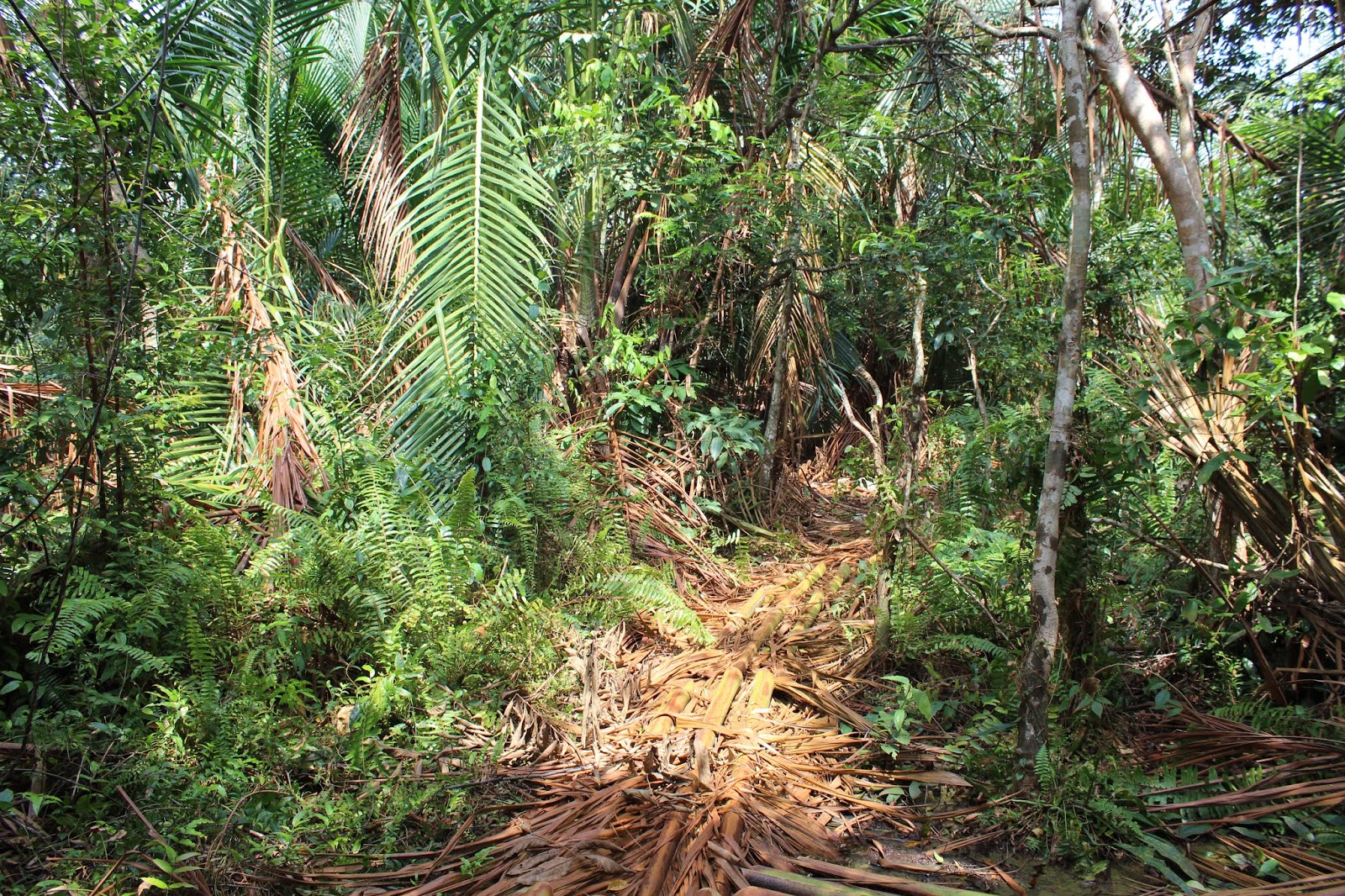 Sago Palm Cultivation in Malaysia and Indonesia | Restorasi Gambut