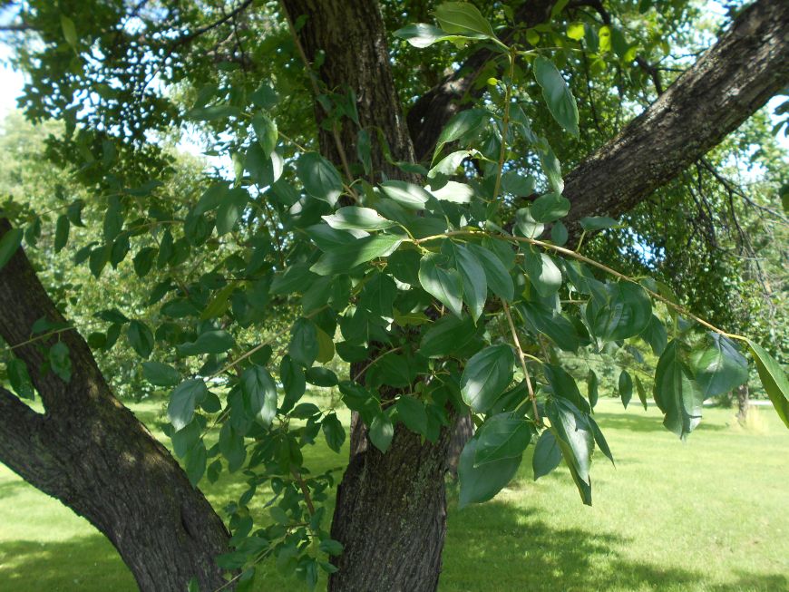Future Plants by Randy Stewart: Buckthorn