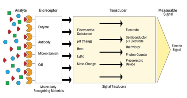 FISITECH | The Way of Never Give Up: Introduction to Biosensor