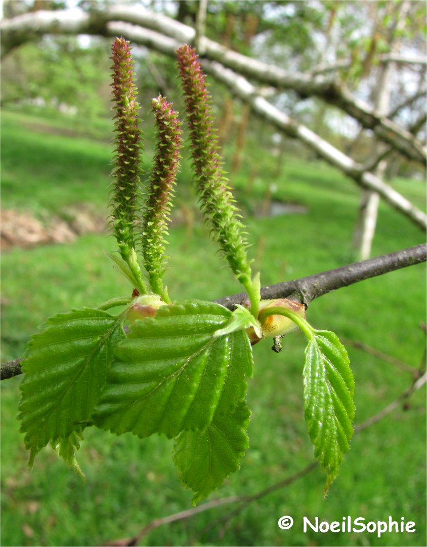Le n'oeil de Sophie: avril 2011