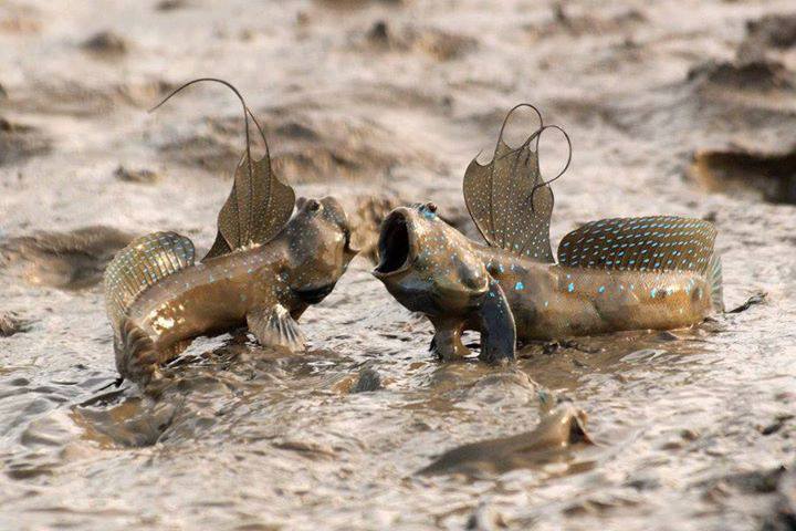 Creative Pixar: Meet Mudskippers - fish that have evolved to live out ...