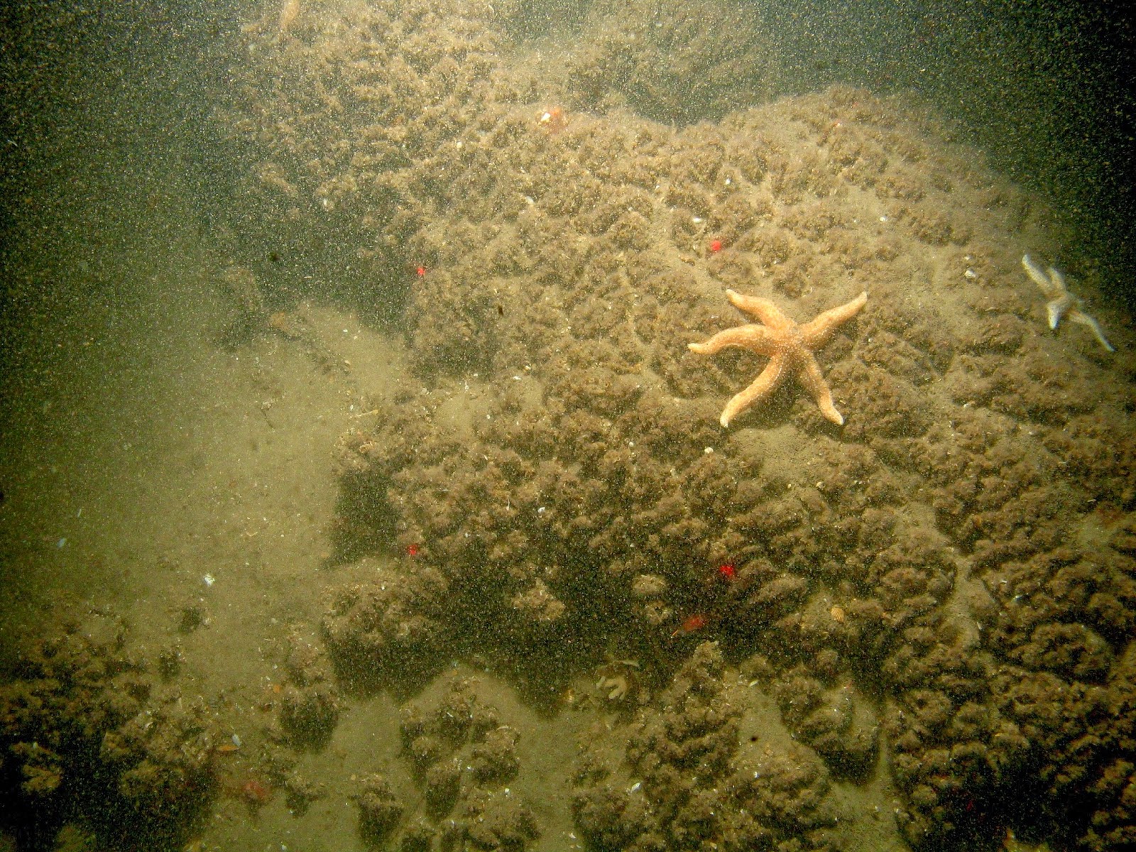 JNCC marine survey update: Hunting for Sabellaria spinulosa