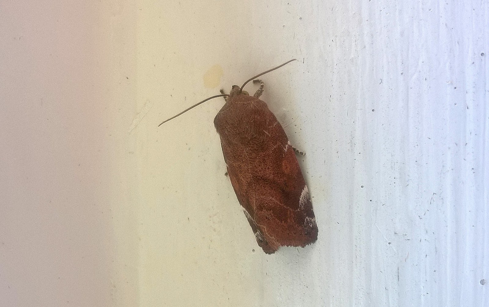 Non-Stop Birding: Juvenile Starlings, moths, a bee and a deadly mystery