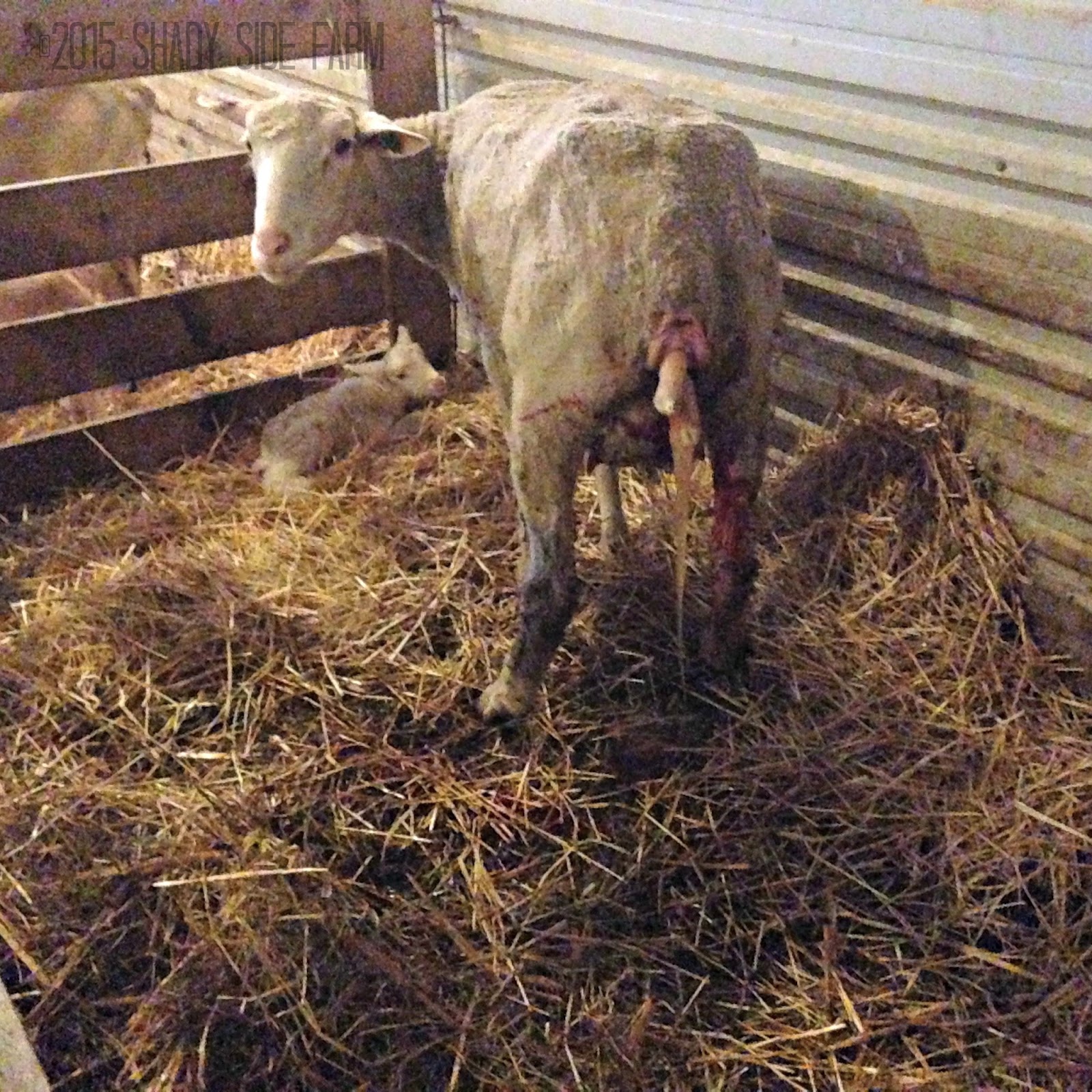 A Busy 24 Hours (including photos of lamb birth)