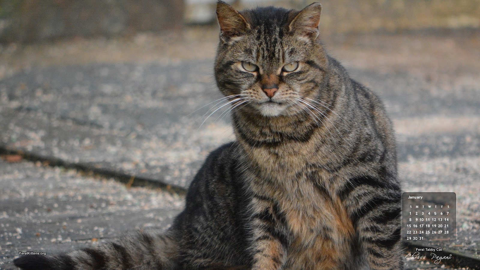 January Cat of the Month Wallpaper Feral Tabby