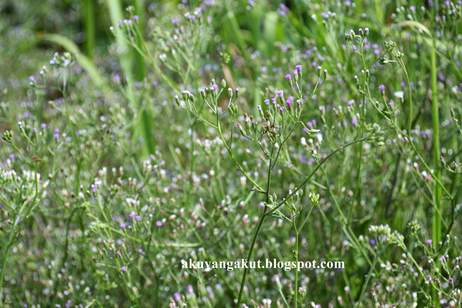 FotoBlog Aku: Bunga rumput yang tumbuh di atas tanah bakar sampah hitam...