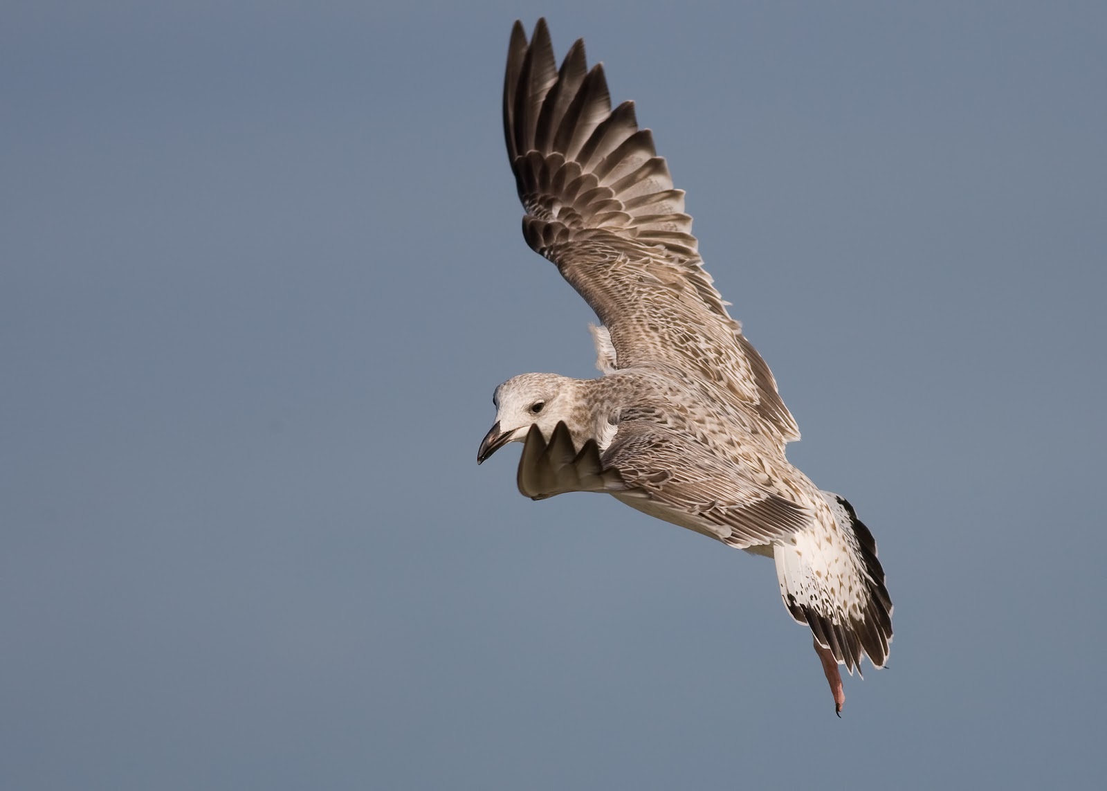 vaping mothman: 1ST WINTER YELLOW LEGGED GULL