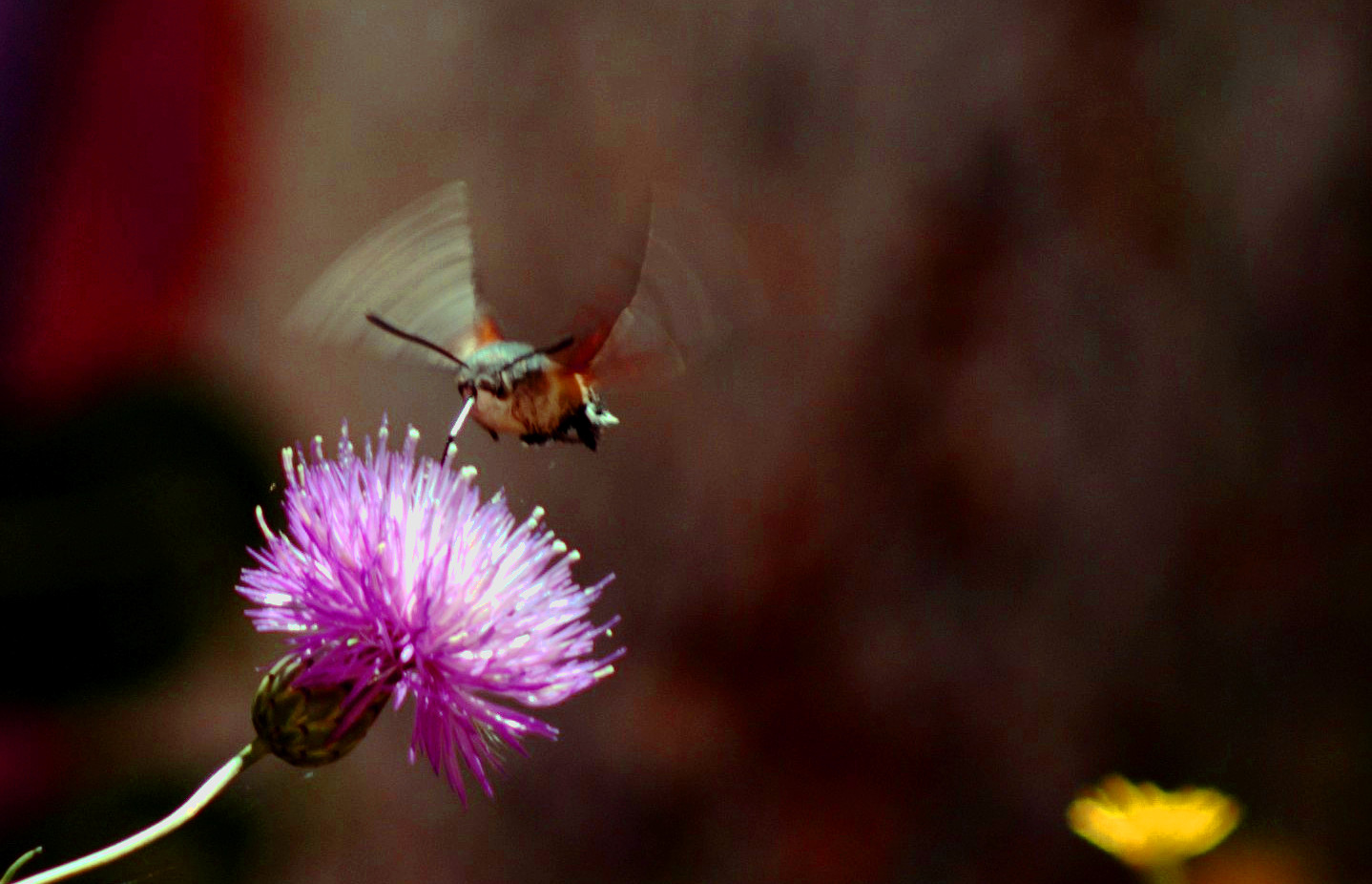 Esfinge Colibrí - Macroglossum Stellatarum | Fotografía Demetrio Fernández
